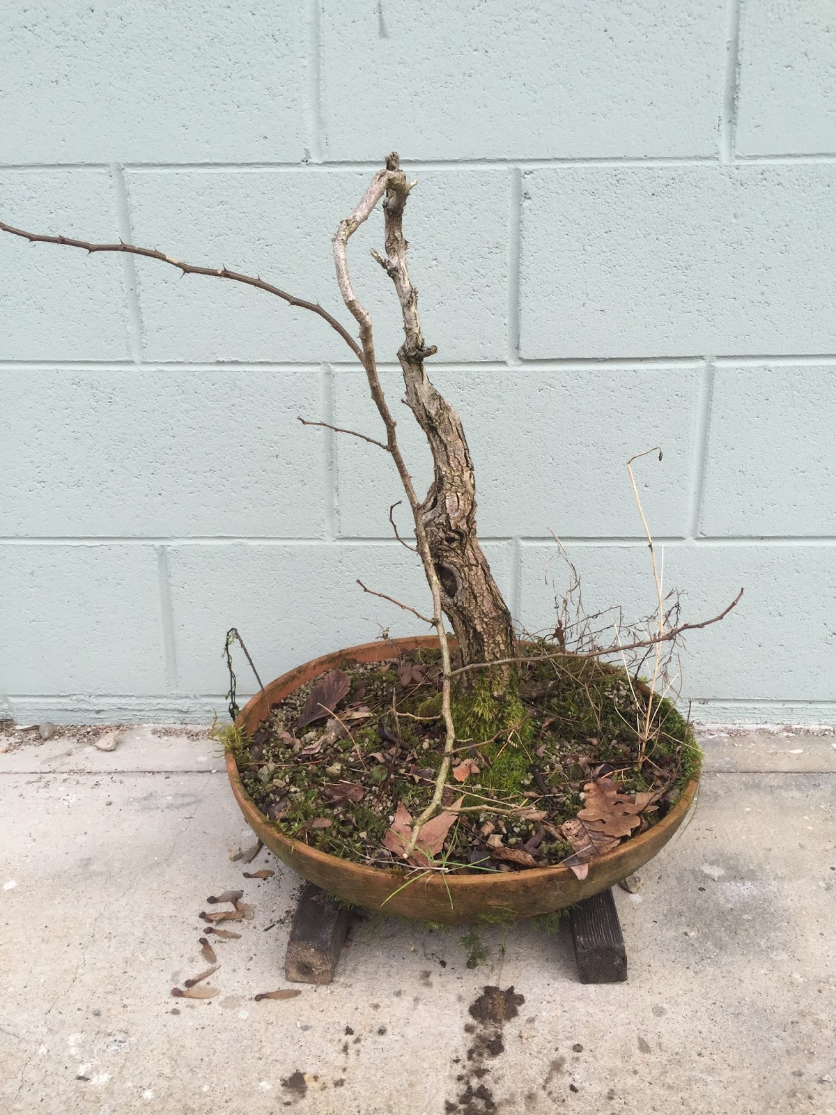 Bonsai quando posso: Robinia Pseudoacacia #2