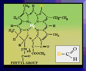 Chemical structure of Chlorophyll