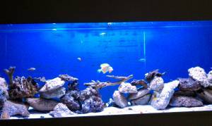 Giant Aquariums: 10 Foot Reef Aquarium Fish Tank Full Setup - $5000 ...
