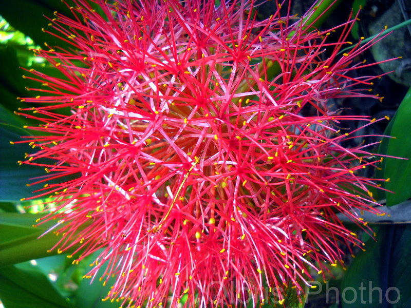 STUDIO FOTO: Bunga Desember