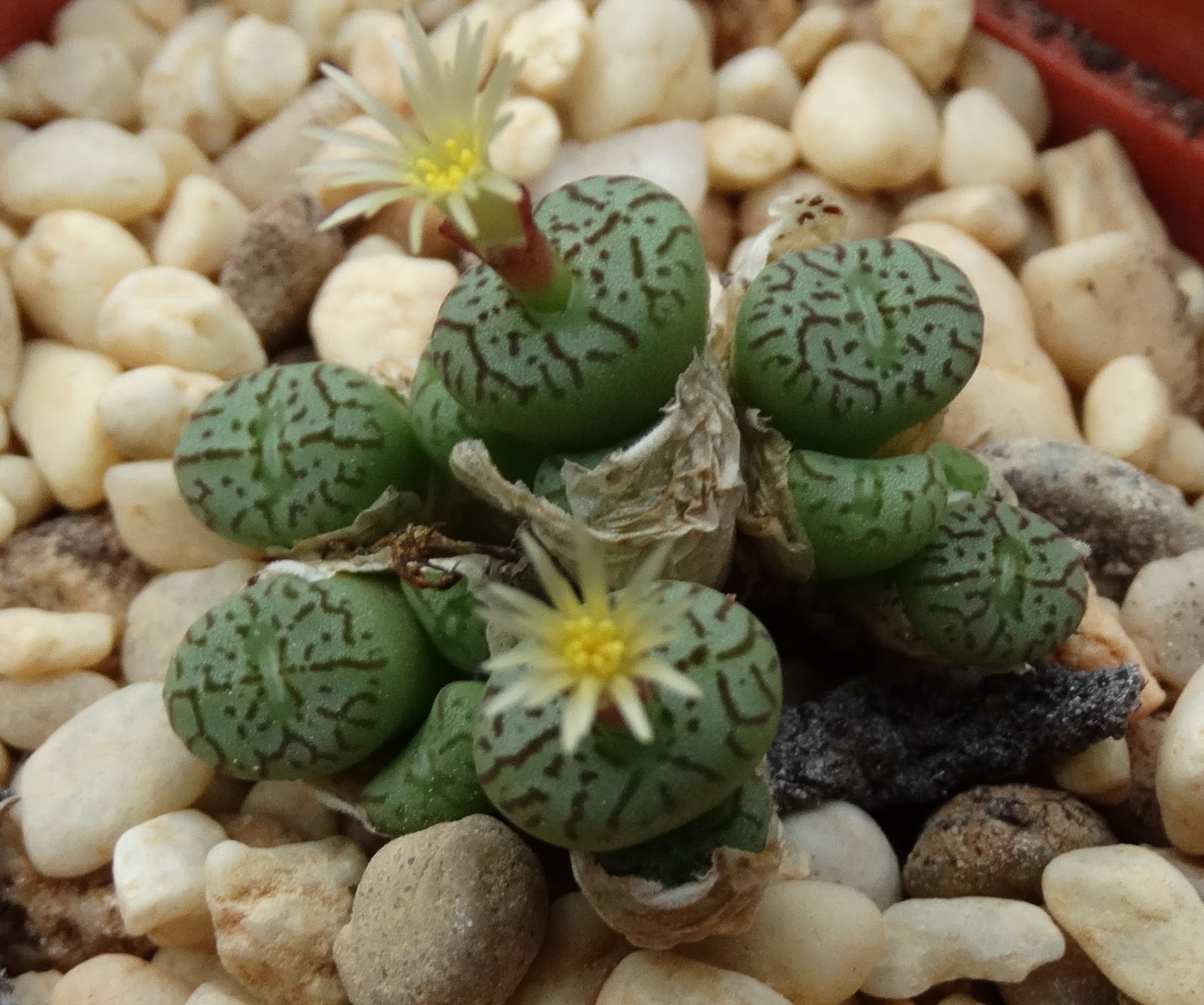 Succulent Sundae: CONOPHYTUM MINIMUM
