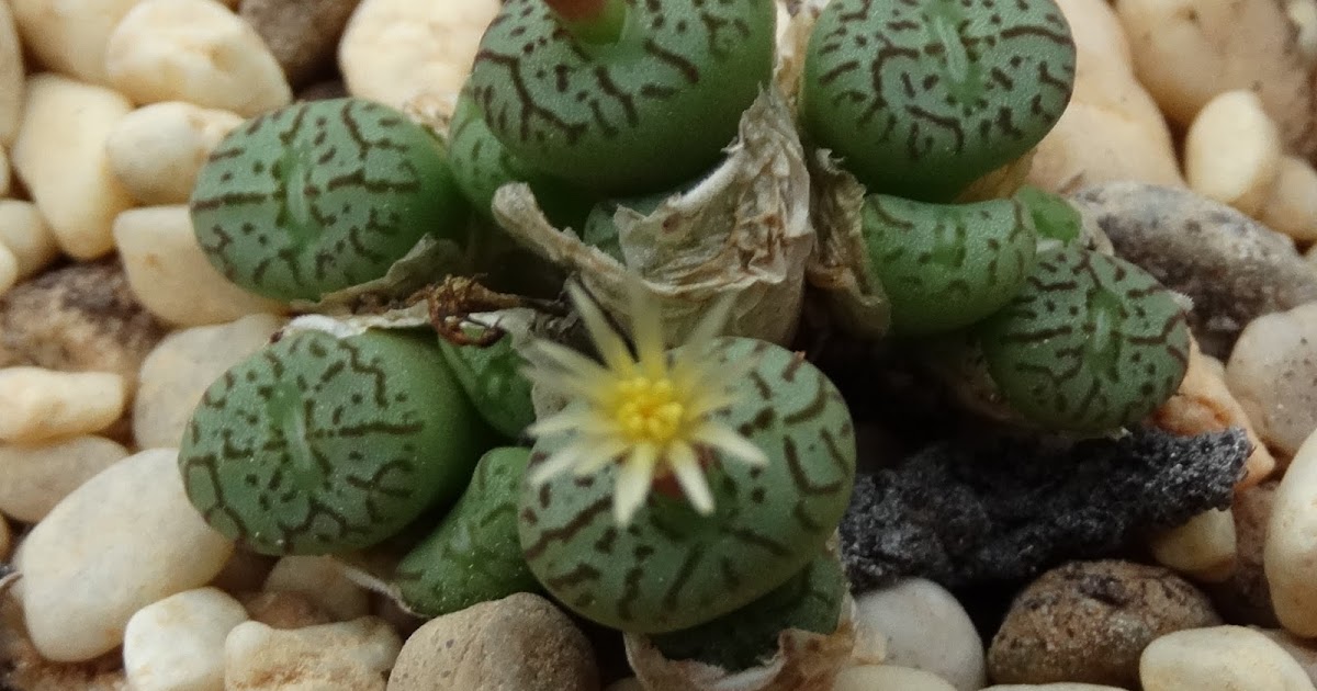 Succulent Sundae: CONOPHYTUM MINIMUM
