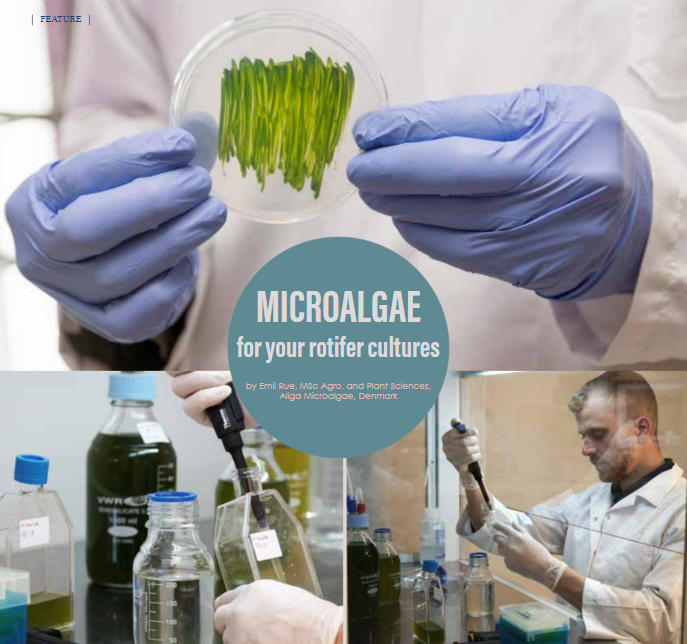 The Aquaculturists: Microalgae for your rotifer cultures