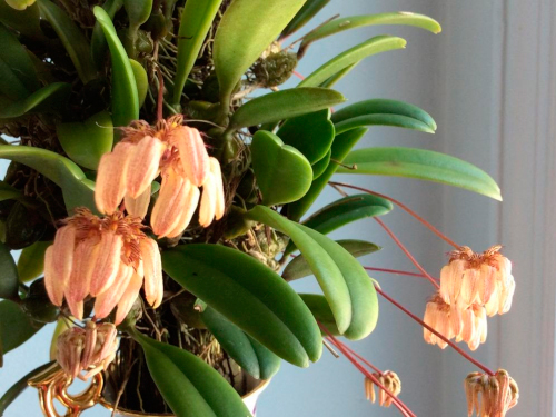 Grupo Orquideófilo del Norte Santafesino: Bulbophyllum roxburghii