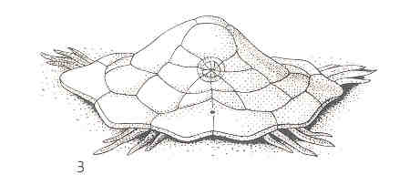 The Echinoblog: Ophiocistioids! Weird Mystery Fossils from the Paleozoic!