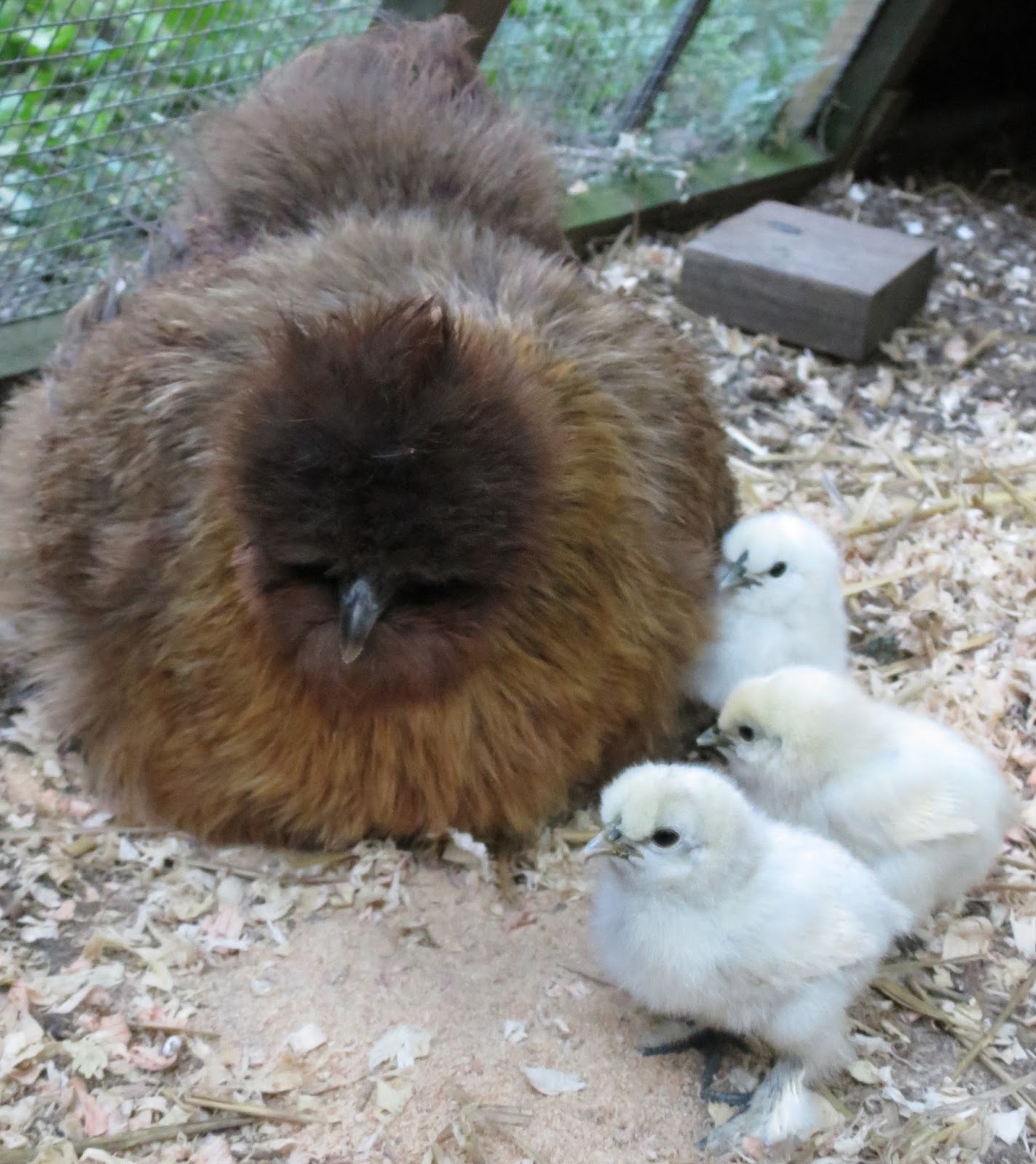 Marge's Silkie Chickens : One Week Old