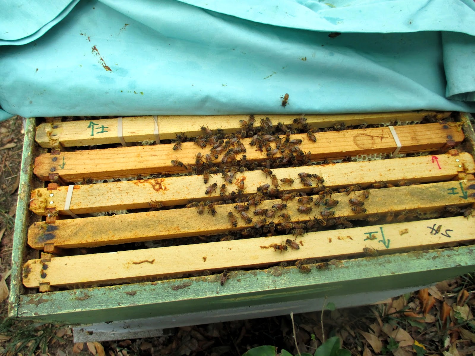 Linda's Bees: Bees at Tom's House - Second Inspection of the Year
