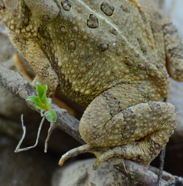 Red and the Peanut: A Fowler's Toad in a clearing along the Little ...