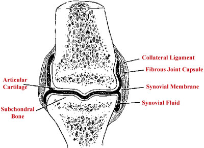 Horse Life and Love: All About ... Joints.