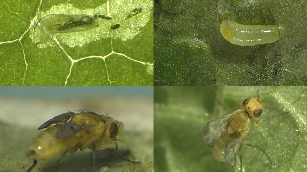 HAMA GRANDONG / LALAT PENGGOROK DAUN PADA BAWANG MERAH. | Pertanian