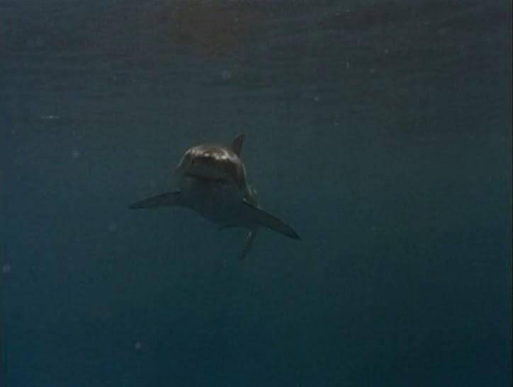 Direct to Video Connoisseur Images: Shark Attack (1999)