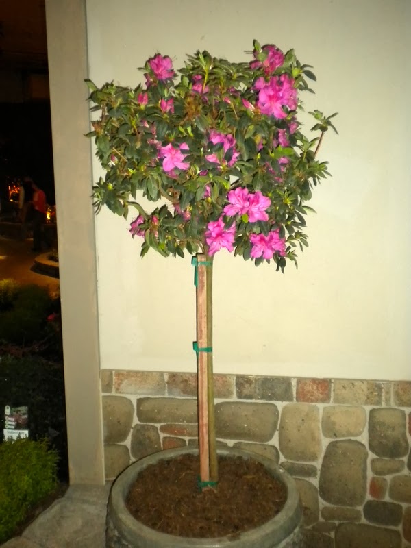 Sherri's Jubilee: Spring Home and Garden Show was wonderful!!