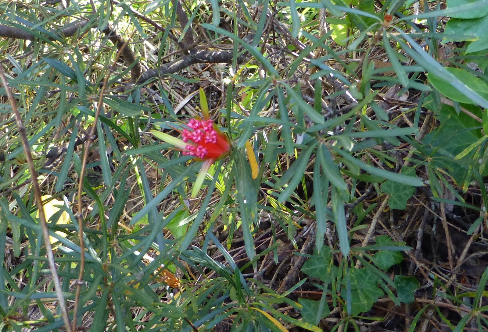 Snodge's subjective travel blog: Good Friday Circle: Campbelltown ...