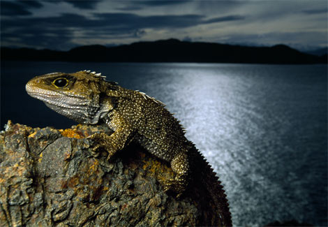 Zona Reptil: TUATARAS