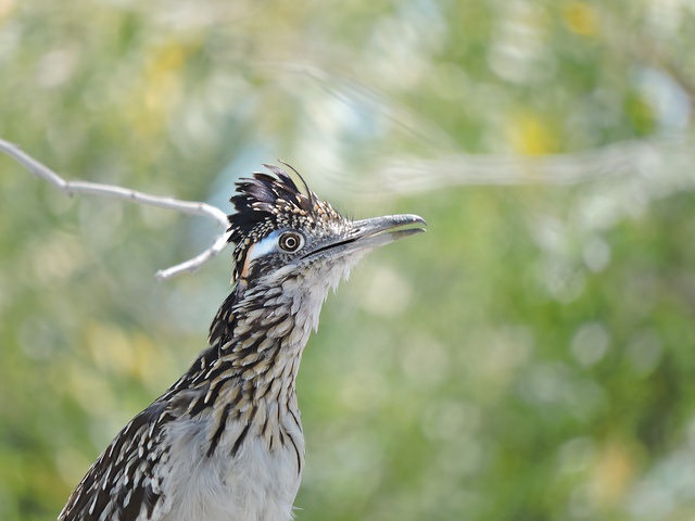 Correcaminos (Geococcyx californianus)