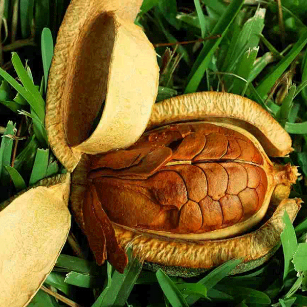 Konsep Populer Buah Mahoni, Yang Terbaru!