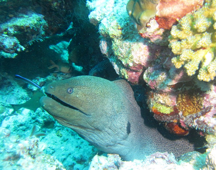 Cybercaptain: Diving Furana South