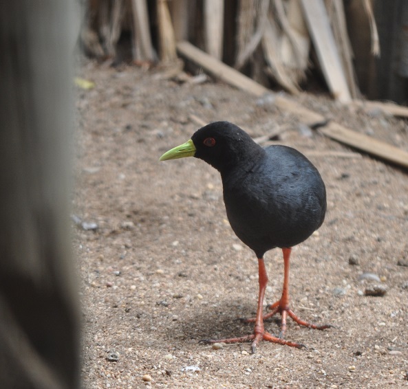 ZOOTOGRAFIANDO (6.100 ANIMALS): RASCÓN NEGRO / BLACK CRAKE (Zapornia ...