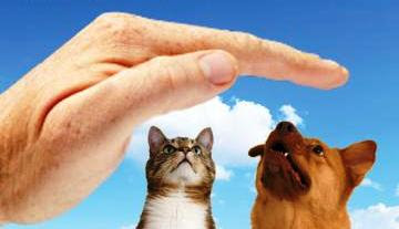 Reflexões, Santos e suas histórias de vida...: Orações por um animal doente