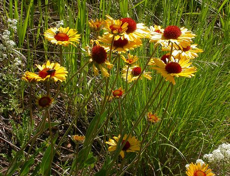 Missing my Garden: Gaillardia: the Saucy Flower