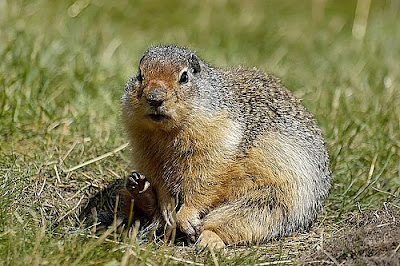 Gopher | Wildlife | The Wildlife