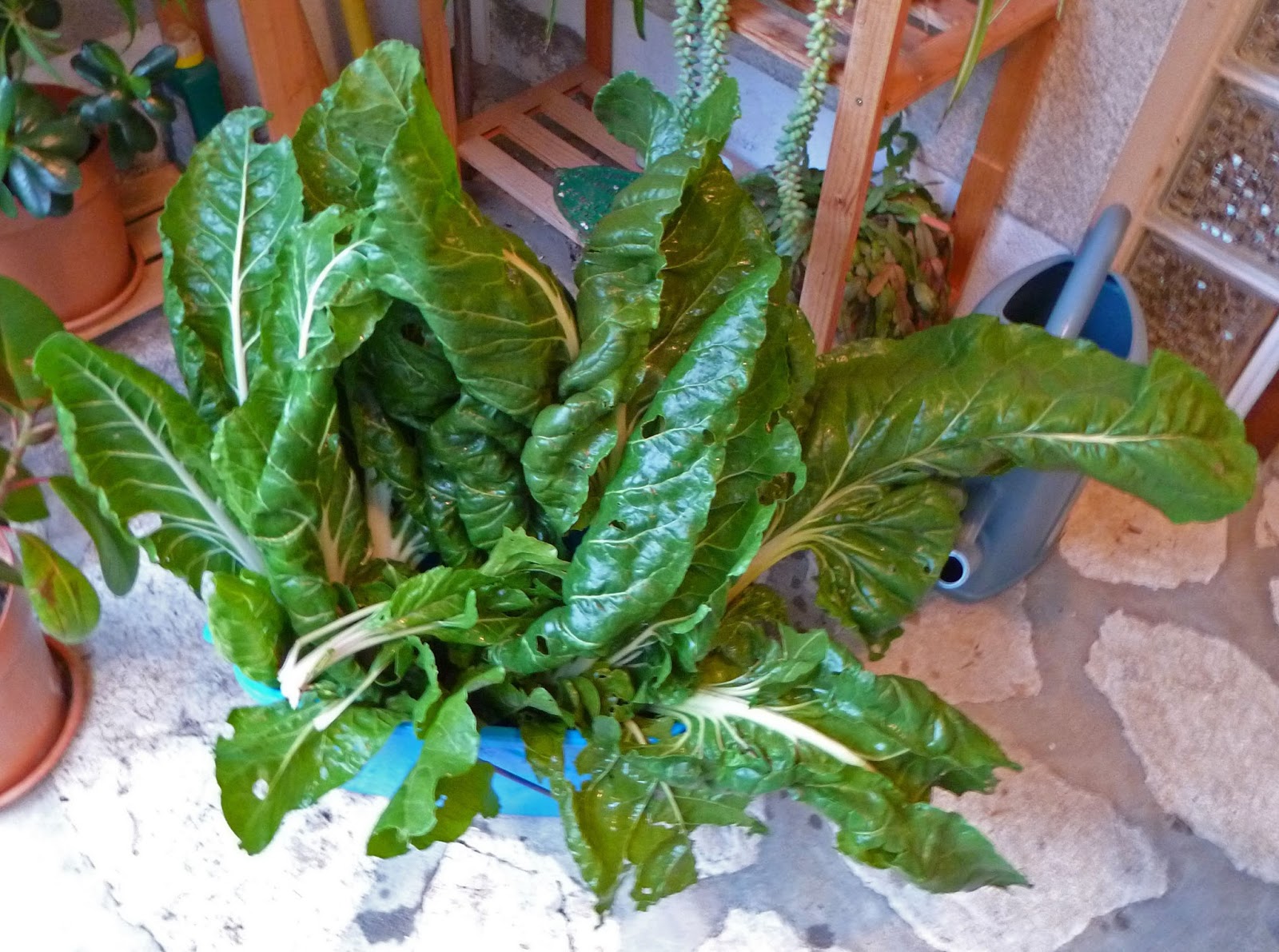 Living the life in Saint-Aignan: Chard not charred