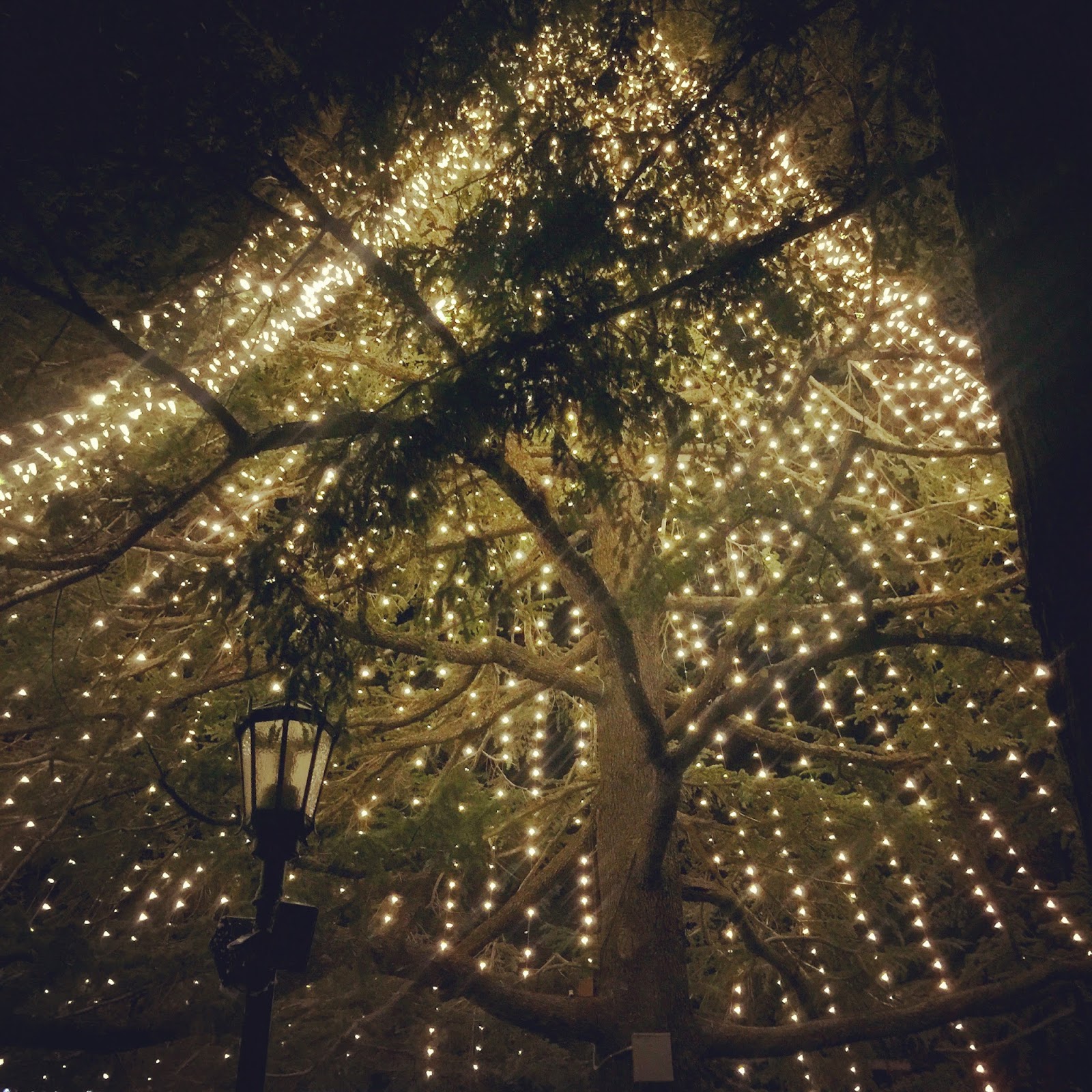 The Magic of Winter Solstice - Northern California Style