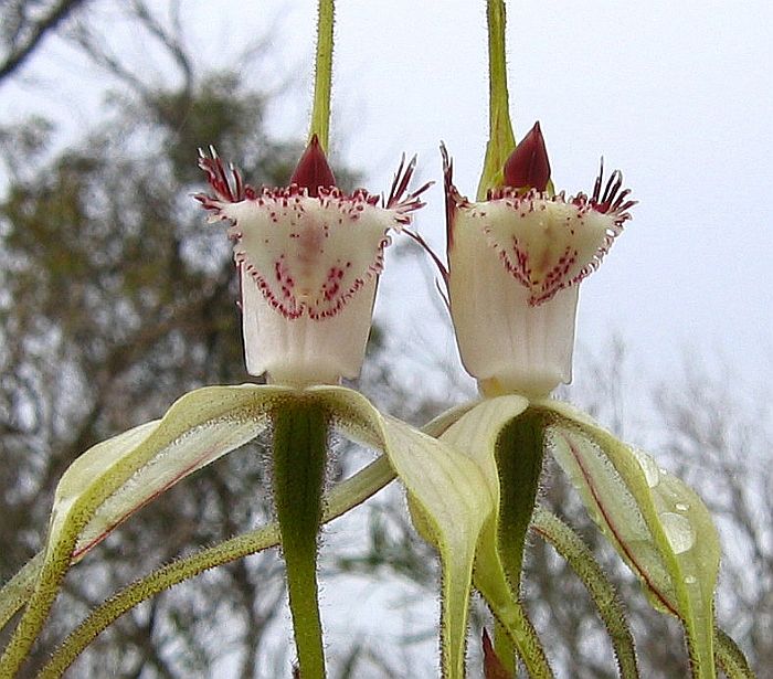 Esperance Wildflowers: Caladenia longicauda subsp crassa - Esperance ...