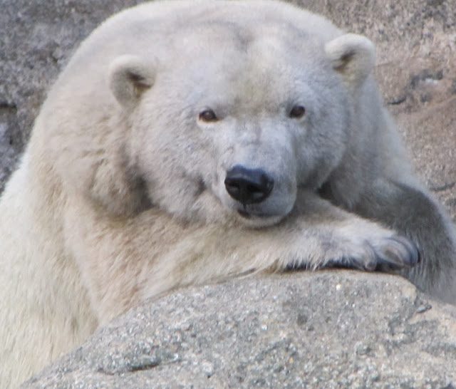 My Polar Bear Friends and Friends of Polar Bears: Meeting up with Thane ...