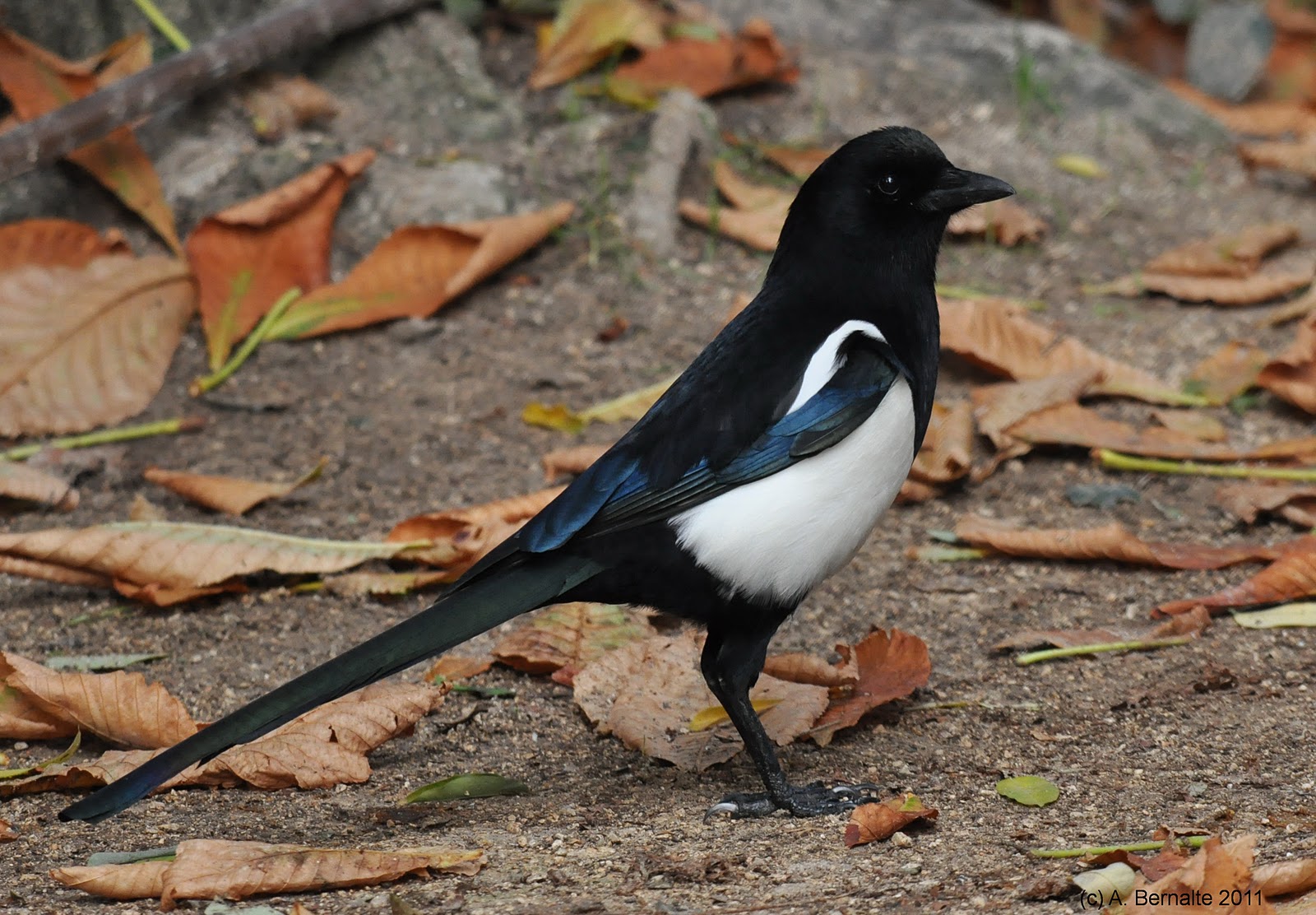Las Aves del Retiro (sin ir más lejos...): Urraca Común