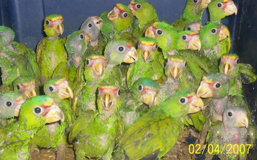 TIERRA BLANCA SPOT: AYUDANDO AL PERICO EN MEXICO