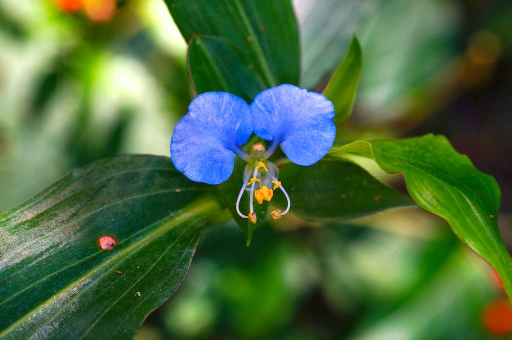 Flora de Puerto Rico Ilustrada Papo Vives: COMMELINACEAE-COMMELINA ...