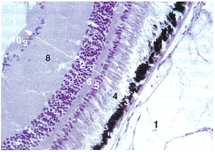 Eye Opener: Anatomy - Histology of the eye