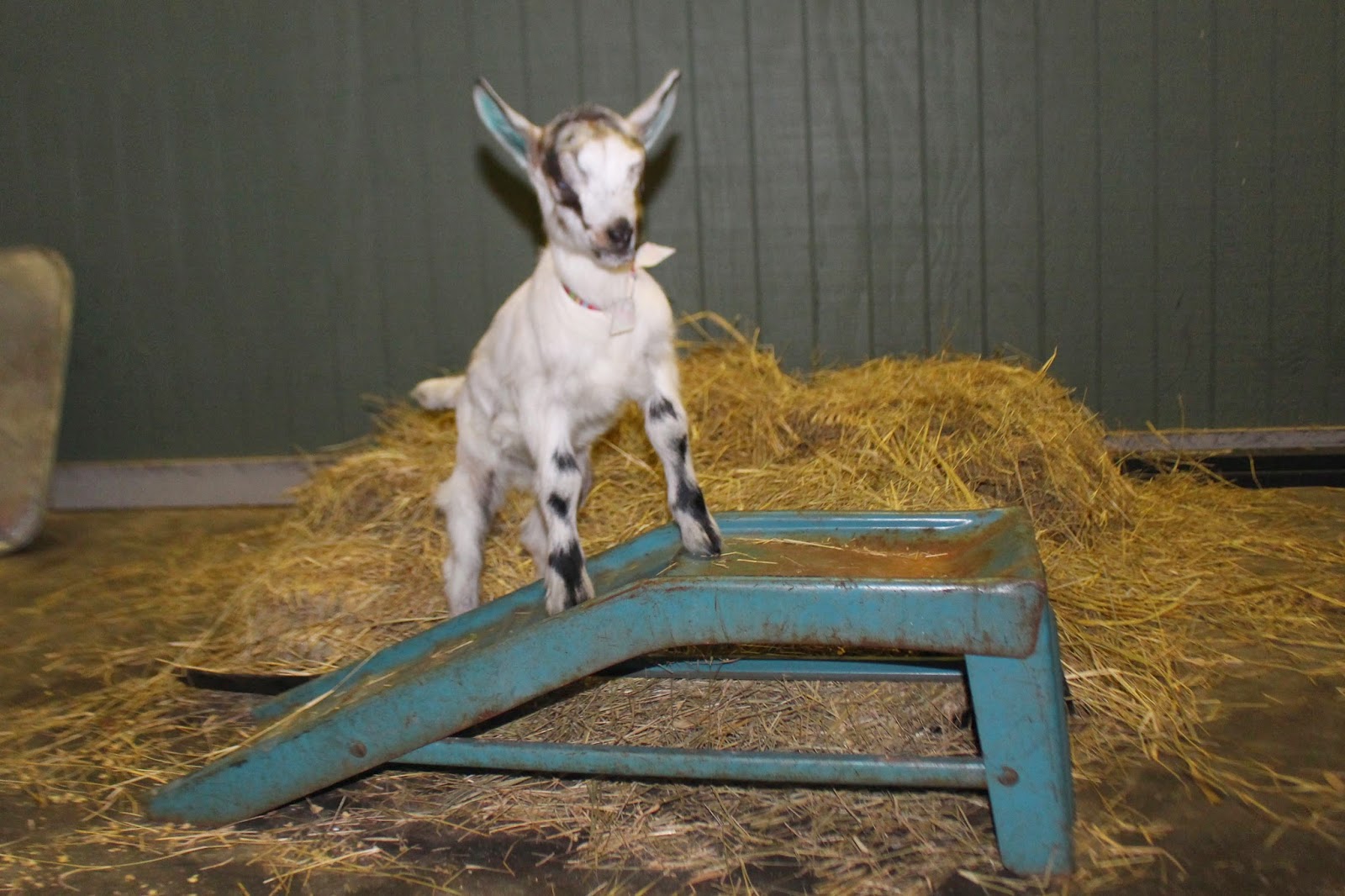 The Great Goat Adventure: March 2014