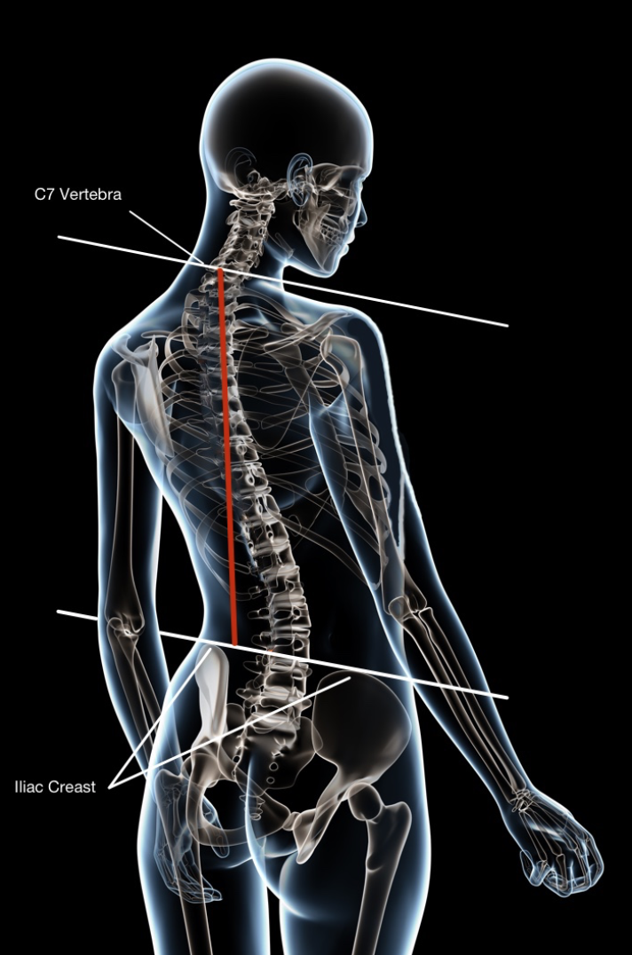 Tramplite Gear: Torso Measuring Guide