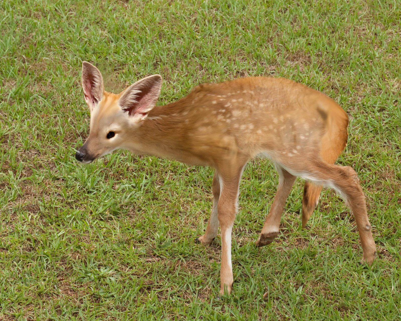 Catbug is adorable: DeerFox