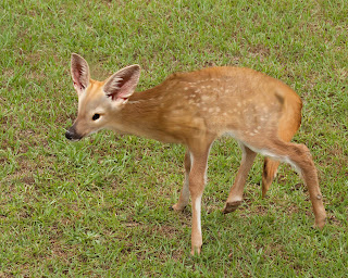 Catbug is adorable: DeerFox