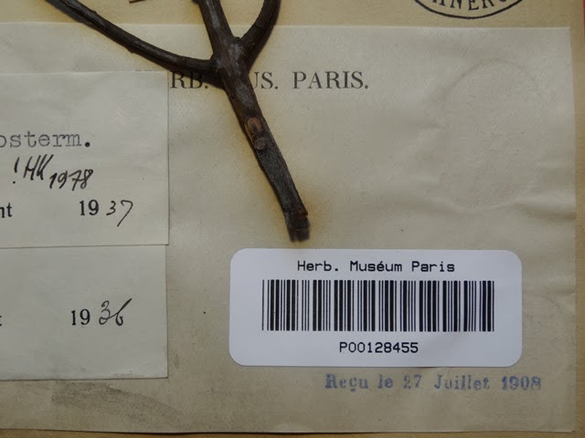 Jacques Huber and the Amazonian Botany: Plant collections