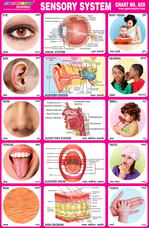 Diagram Of A Sensory Organ