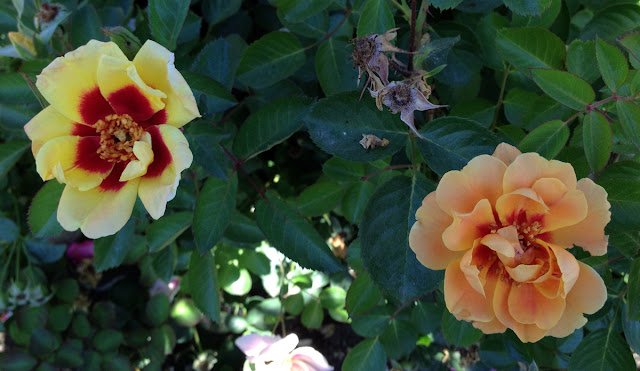 Rose Hybridizing: Improving on 'Eyeconic Lemonade'