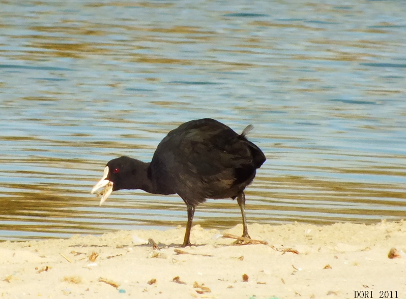 Pasea Menorca: Vida animal en Son Bou