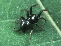 The World's Smallest?: The Worlds Smallest Spider
