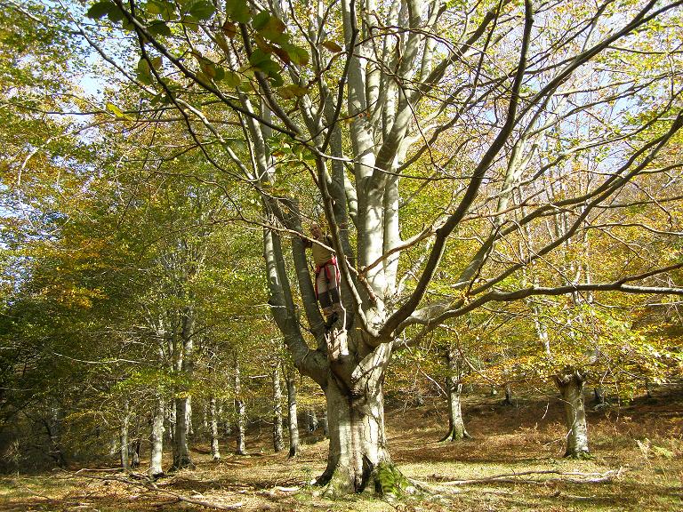 ARBOLES DE KARRANTZA Y DE OTROS LUGARES: Haya en La Calera Pago - Beech