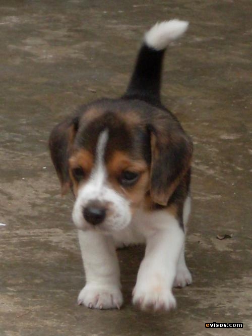Beagle cachorro tierno - Imagui