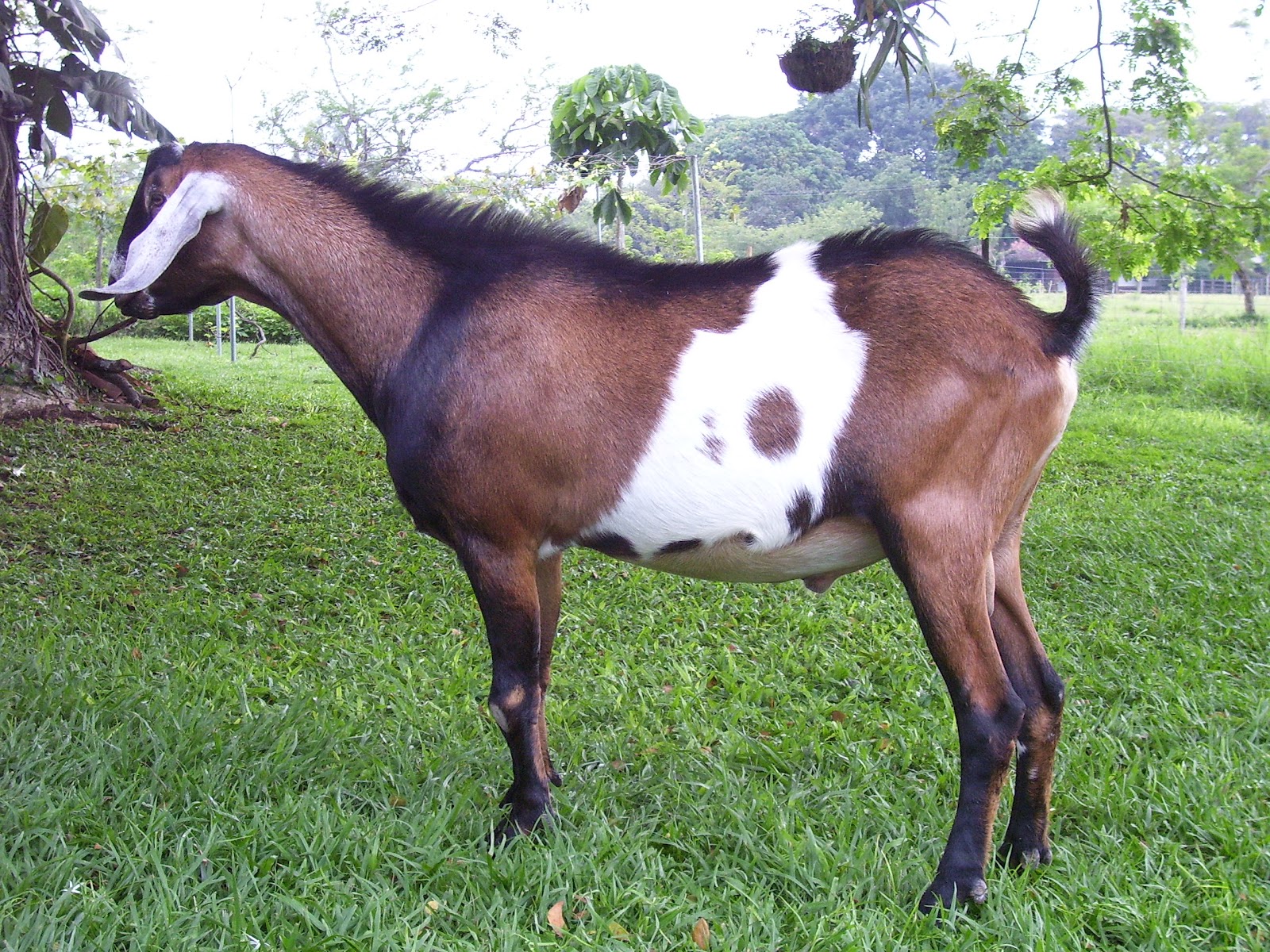 CABRITA: NUESTRAS CABRAS