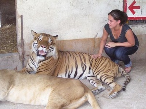 For The Sake of Us : Worlds Most Dangerous Zoo Photos With Lion
