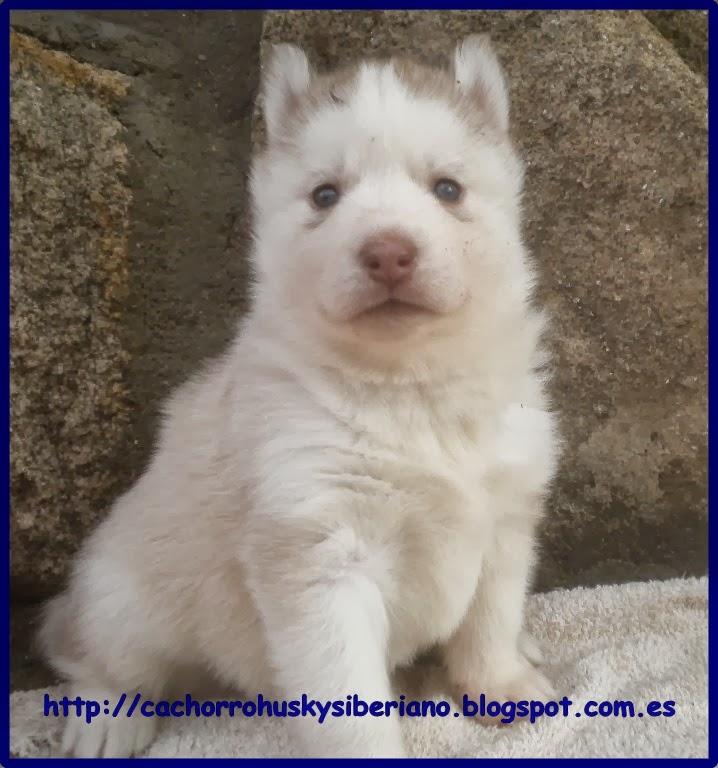 Cachorros Husky Siberiano: Cachorros Pura Raza Husky Siberiano 27 dias