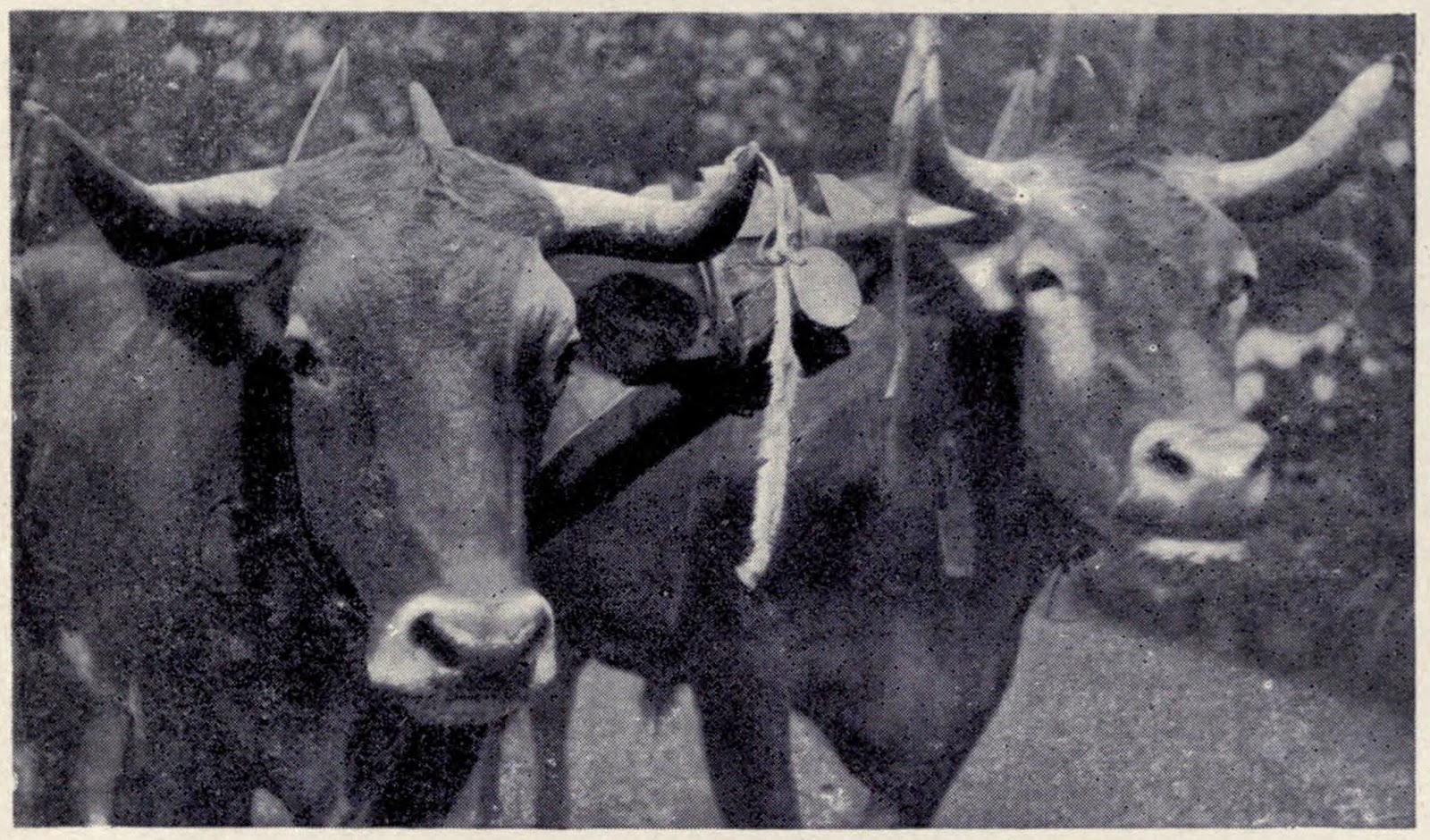 Verdugo Family History: Across The Plains With The Gold Seekers