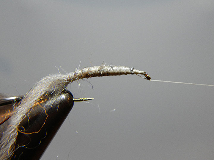 Fly and Fin: K.I.S.S. Crane Fly Larva