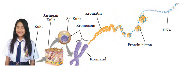 Pras Academy - SMP: Mengenal Materi Genetik DNA dan RNA, Persamaan dan ... Pras Academy - SMP: Mengenal Materi Genetik DNA dan RNA, Persamaan dan ...
